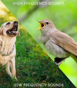 The Human Hearing Frequency Range and Audible Sounds | Nuheara